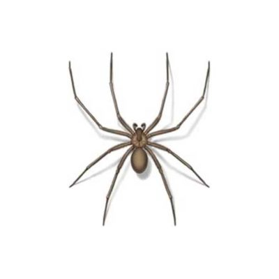 Brown Recluse Spider | How to Identify Brown Recluses in Kansas