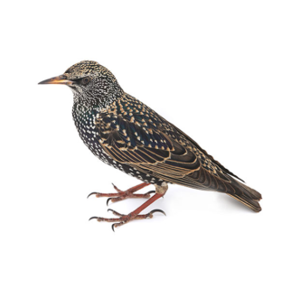 European Starling | European Starling Habitat & Behavior in Kansas